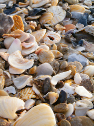 Comb Winter Beaches for Stunning Shells | Tidetimes.co.uk